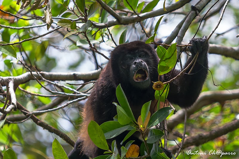 Solsones en Imagenes: Fauna de Costa Rica.Mono Congo o Mono Aullador