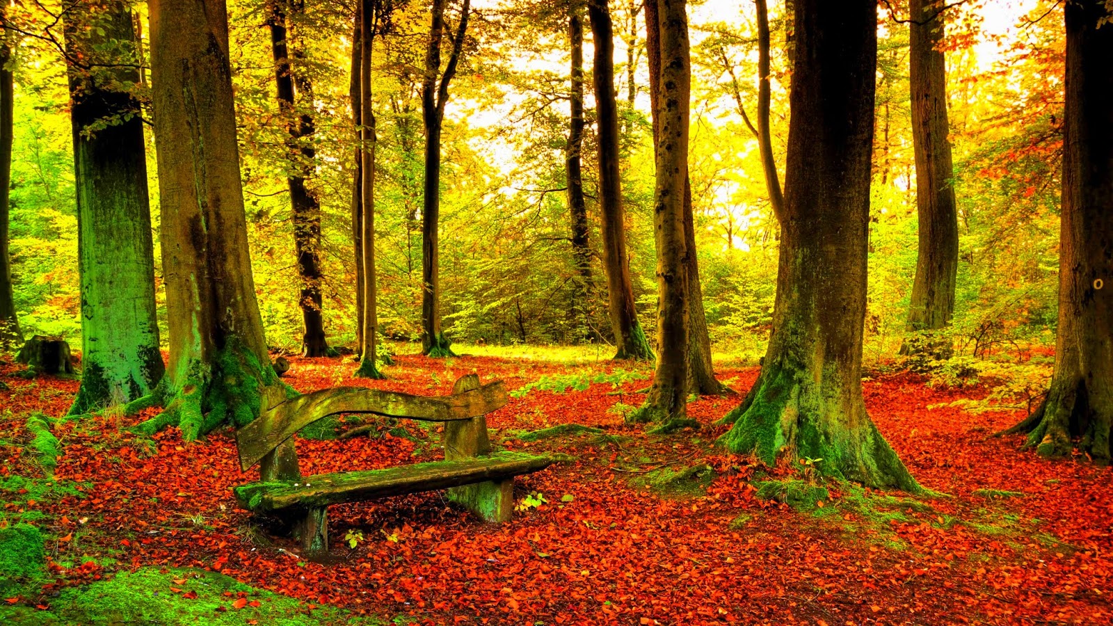 Forest Garden HD | 5K Photos