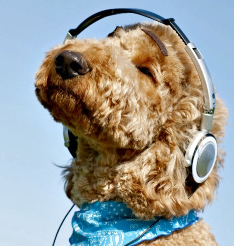 Cheap Audibles & Cozy Reading Rooms - Preppy Empty Nester F