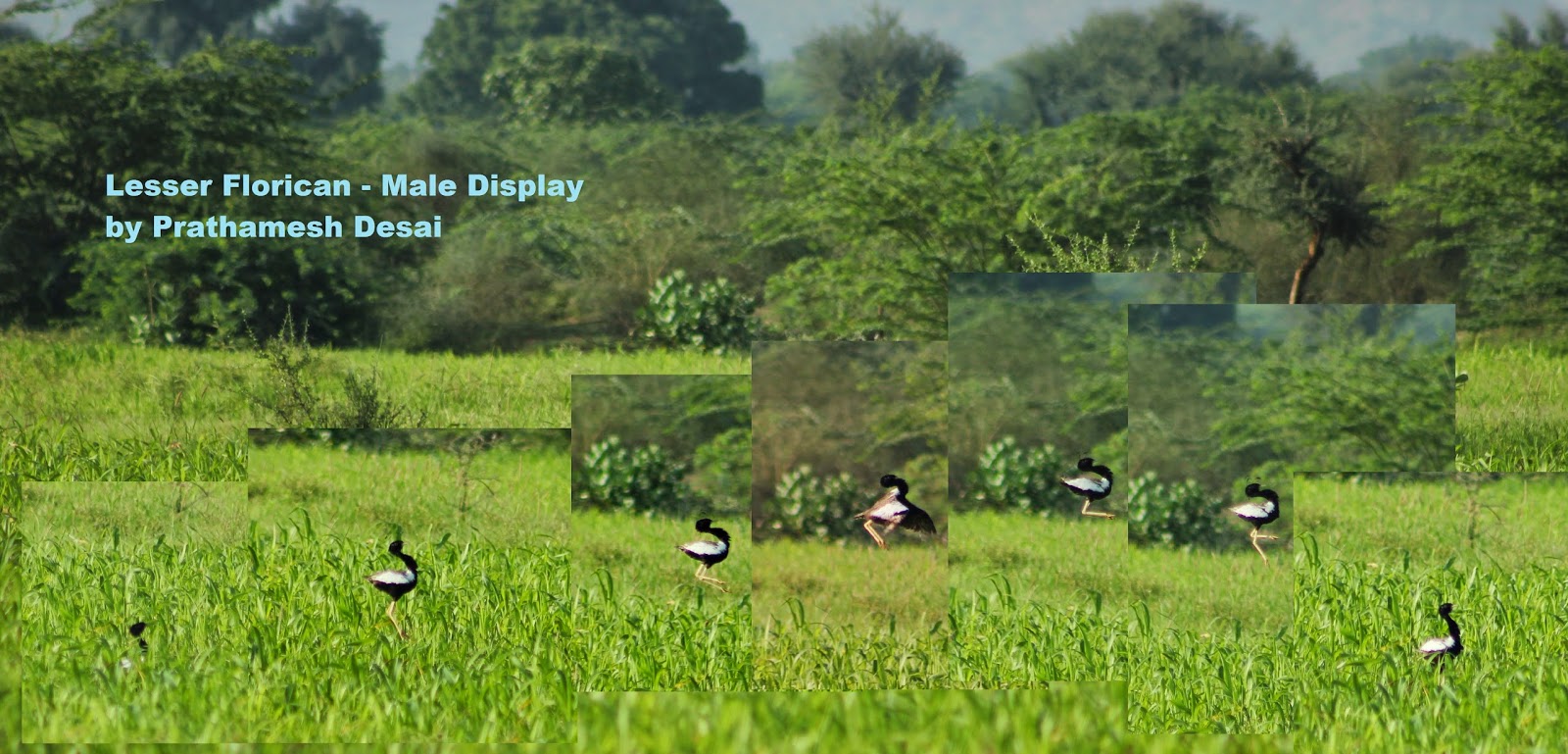 In Land of Lesser Florican