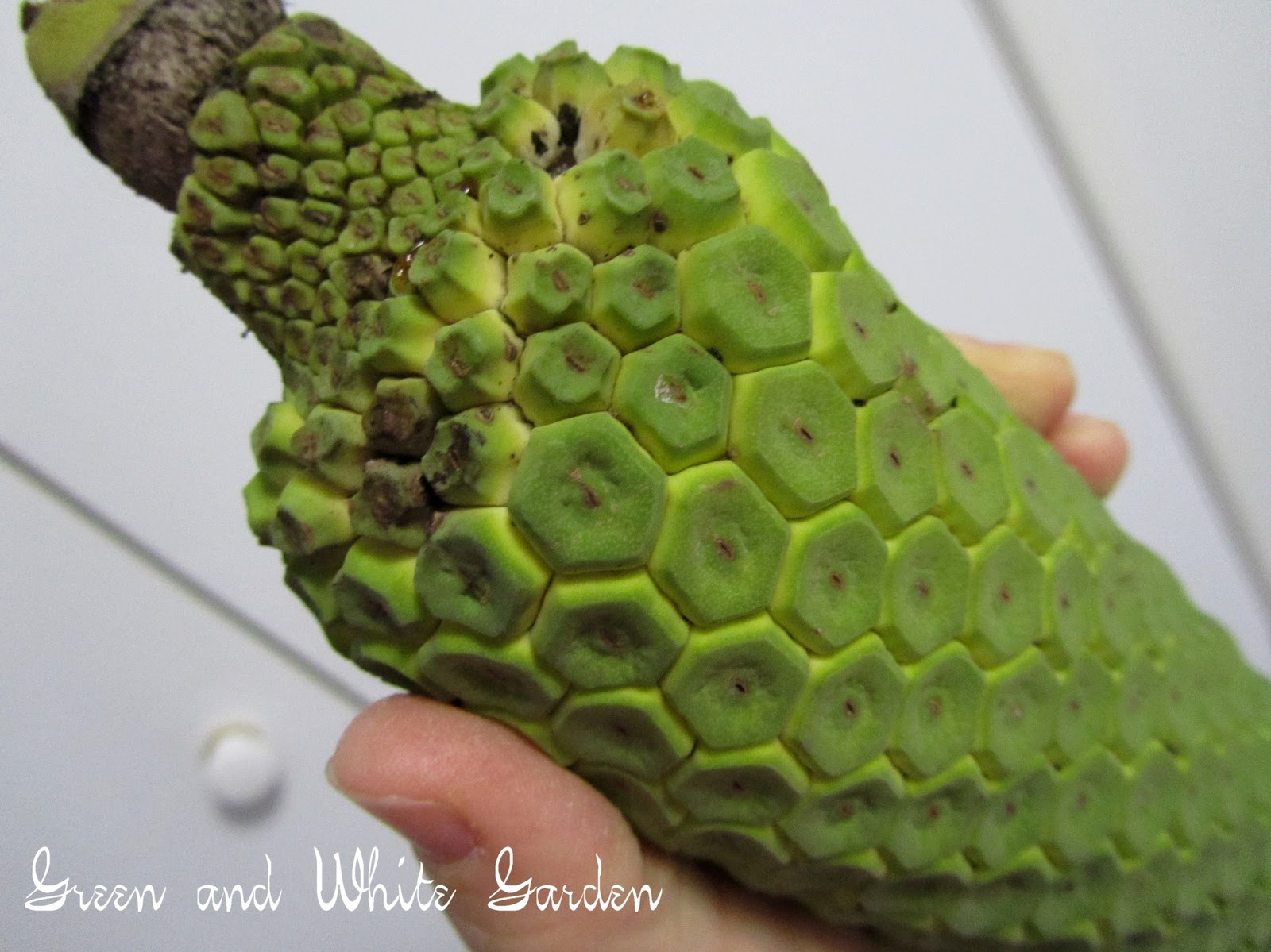 green and white garden: Delicious monster!