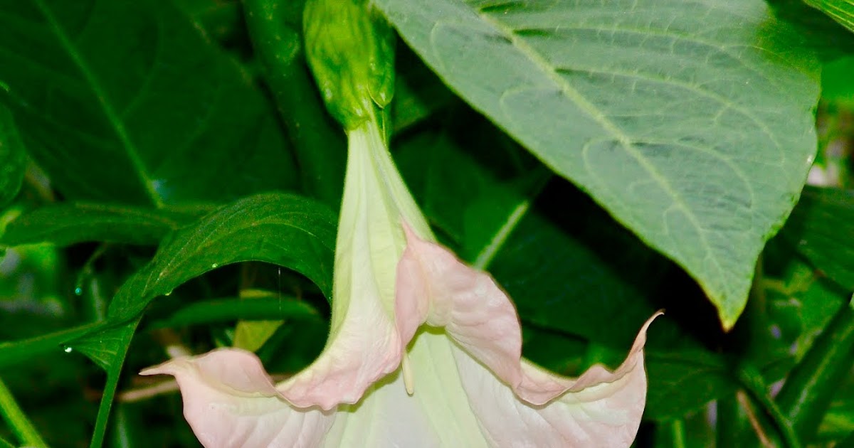 SITKAVORES: FLOWERS - Perennial