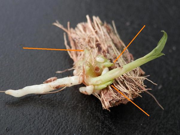 catasetum-ian: orchids protocorns, symbiotic germination