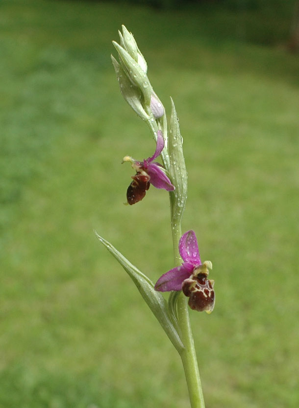 Antipodes: Varieties of orchids at Gamone