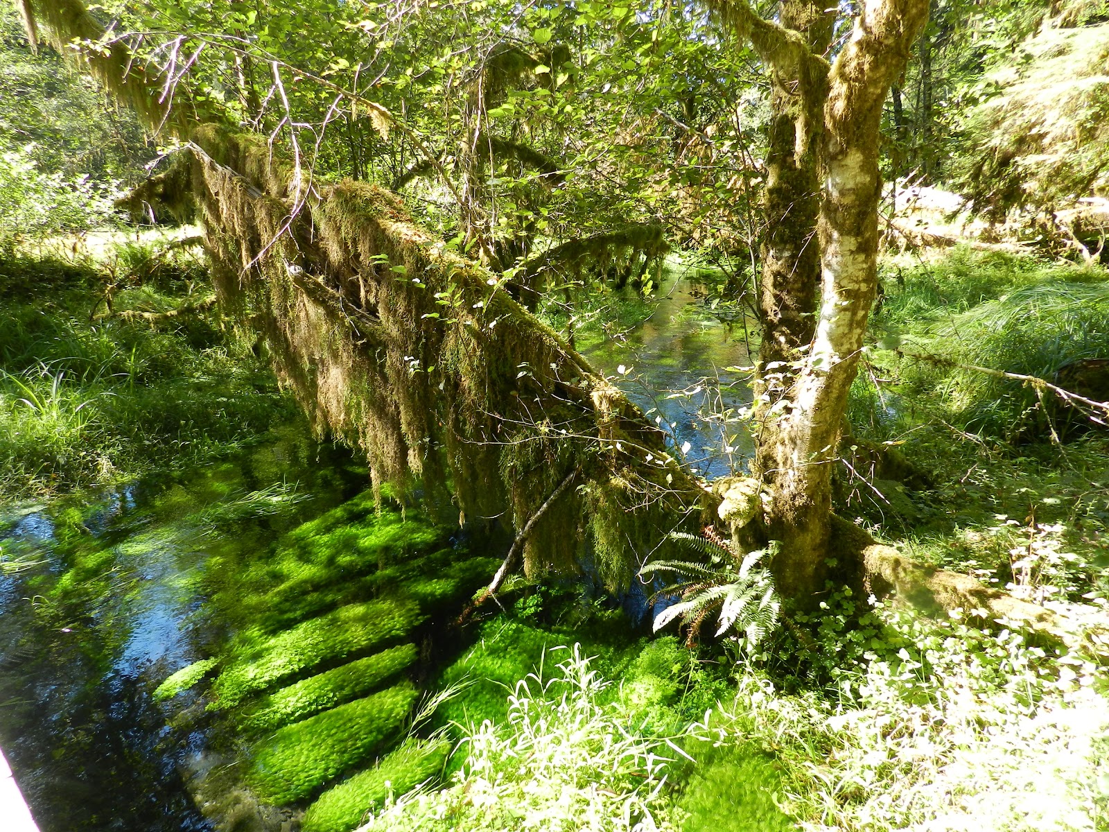 Anita's Adventures 2012: September 11–Hoh Rainforest in Washington State