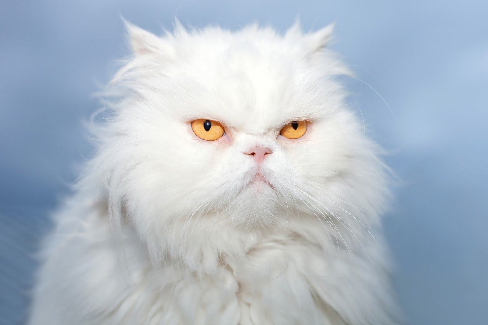 The Cuddlywumps Cat Chronicles Survey Results Your Cat s Emotions the-cuddlywumps-cat-chronicles-survey-results-your-cat-s-emotions