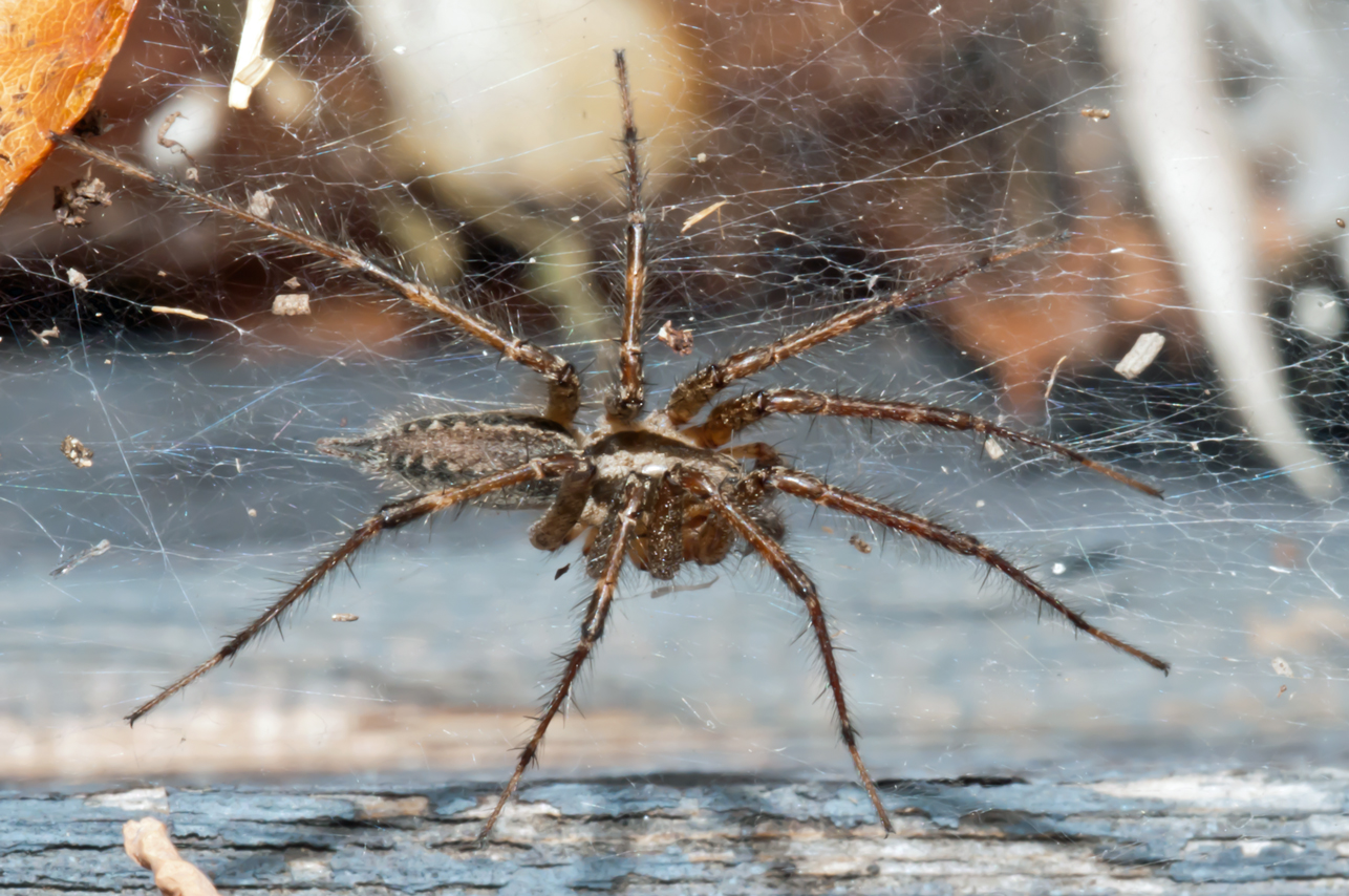 Bugs of Mackie: Grass Spiders - Agelenopsis