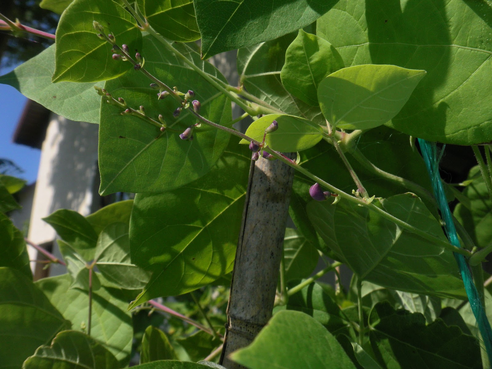 Scirpidiella's Plants: Wild Perennial Hardy Bean (Phaseolus polystachios)