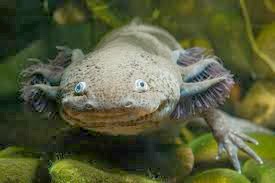 BiOjUnKiEs: El Ajolote Mexicano