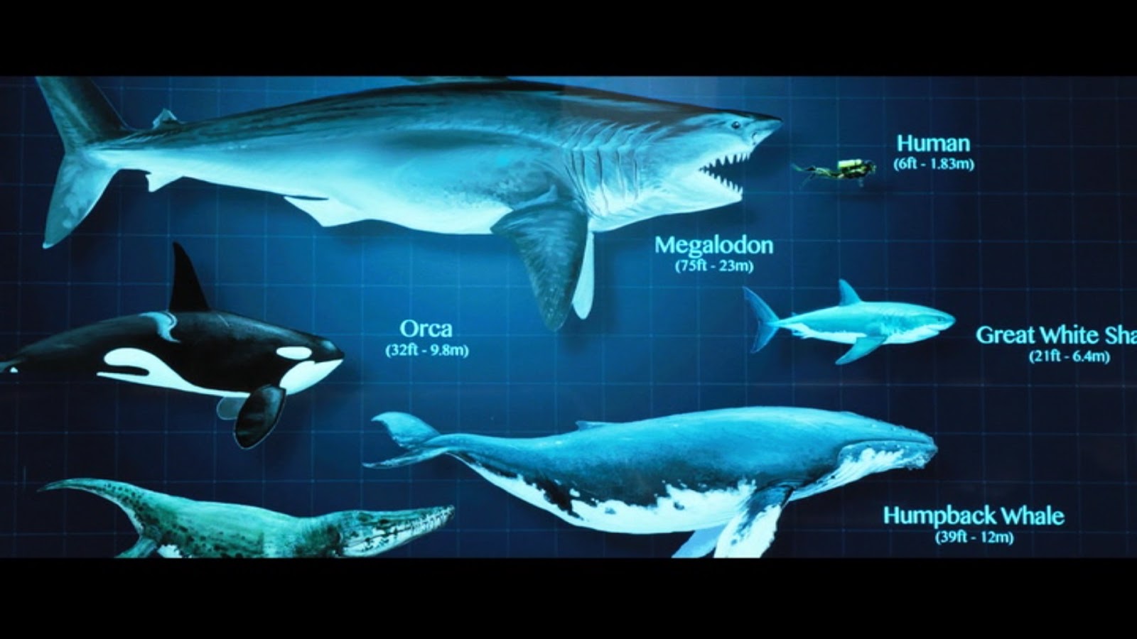 Happyotter: THE MEG (2018)