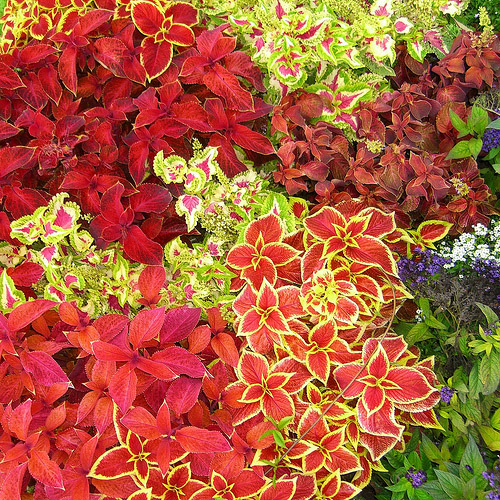 Coleus Arco-Íris Sortido