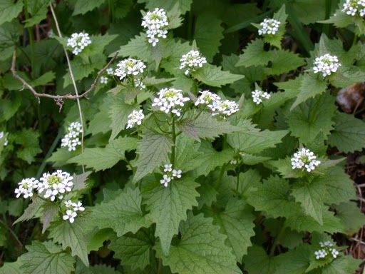Think Global, Garden Local: Garlic Mustard - Invasive in Wisconsin