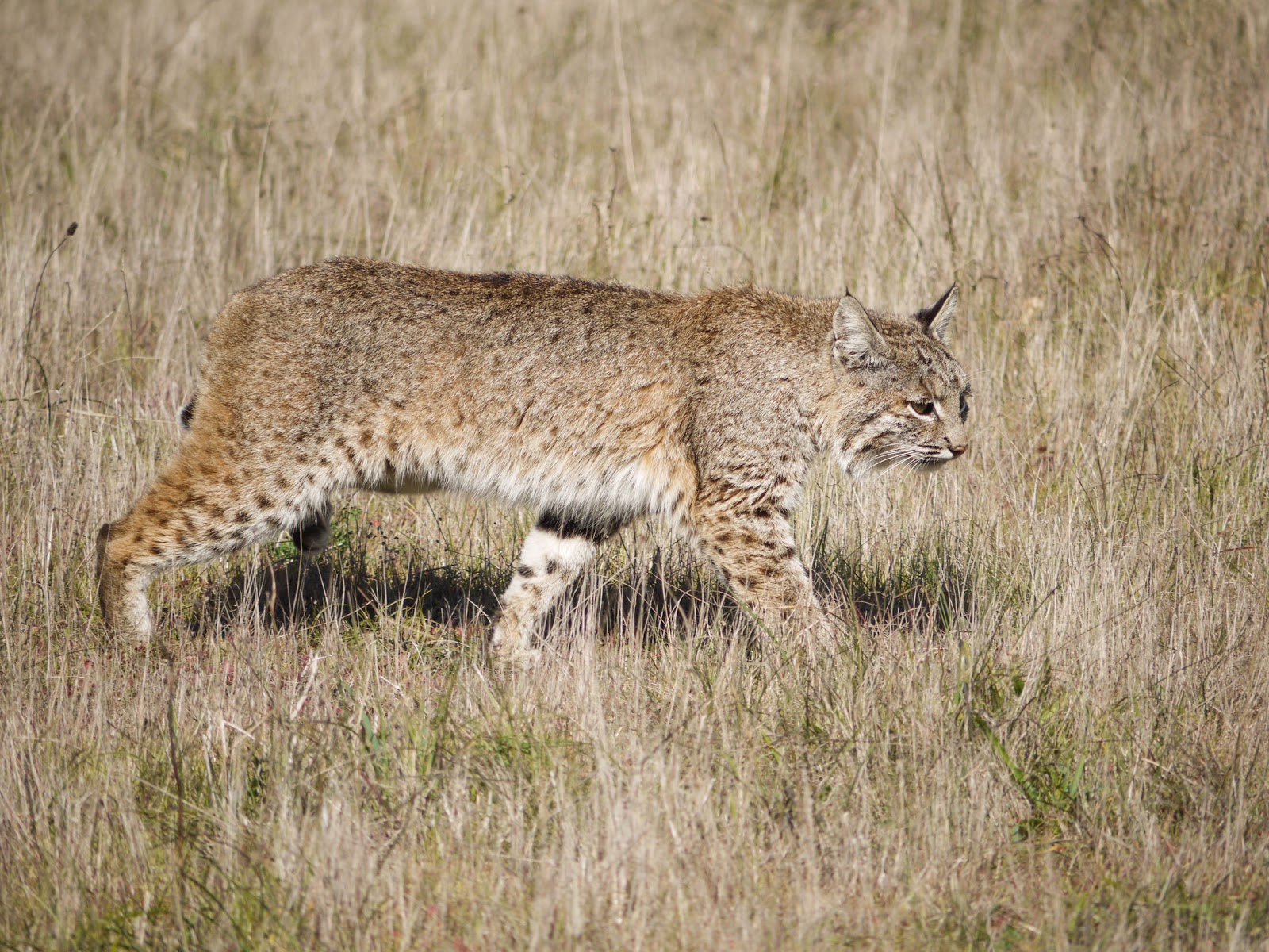 photoscope: Bobcats (Lynx Rufus)