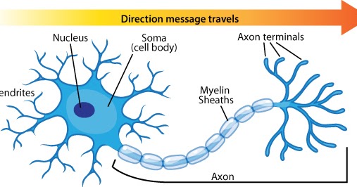 AQA A-LEVEL: Biopsychology - Structure of Neurons