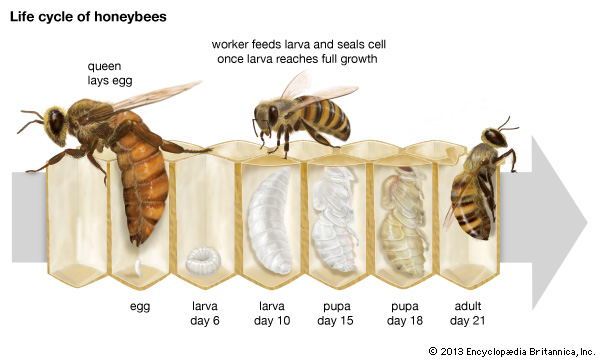 Ciencias de Joseleg: 11d CICLOS DE VIDA DE ALGUNOS INSECTOS 4: ABEJAS ...