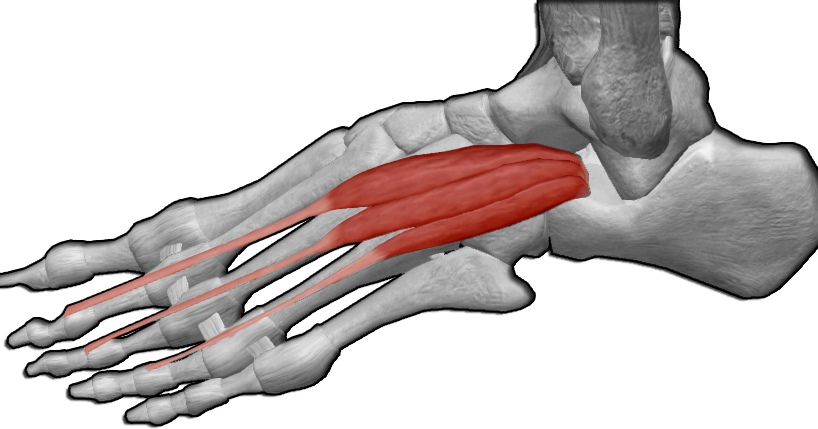 musculo-extensor-corto-de-los-dedos.png