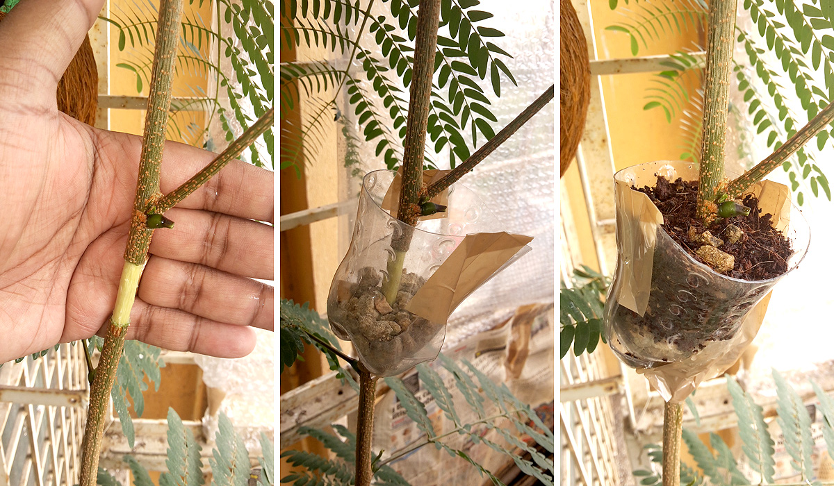 Instant - Bonsai - For - Everyone: Double Air Layering On Same Trunk ...