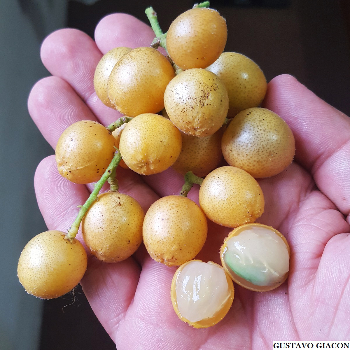 Viveiro Ciprest - Plantas Nativas e Exóticas: Clausena ou Wampi ...