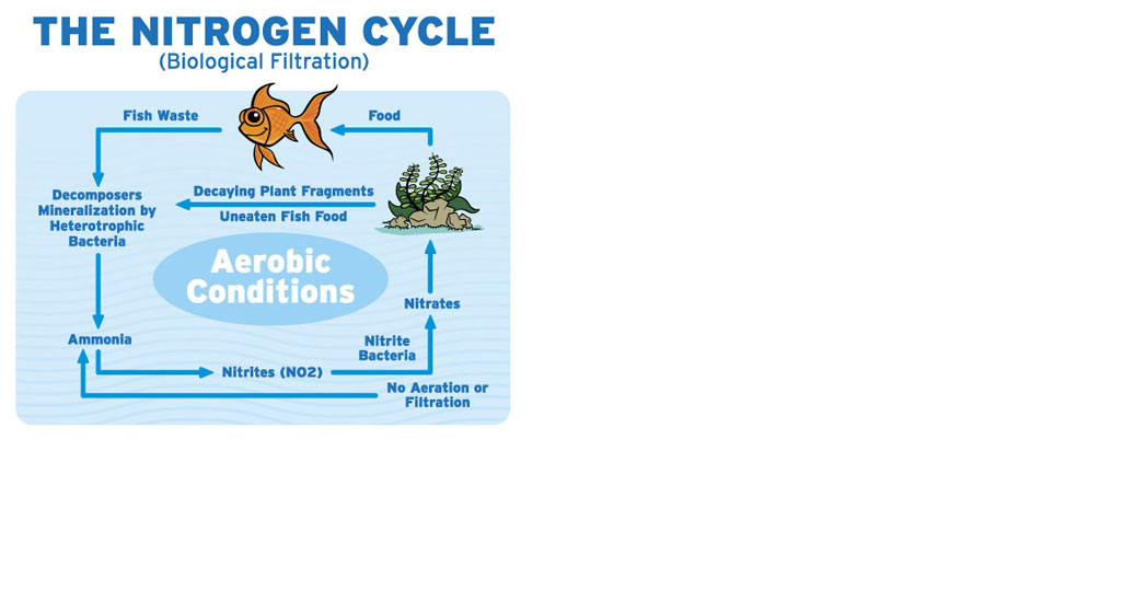 wpachem: The Nitrogen Cycle of an Underwater Aquarium