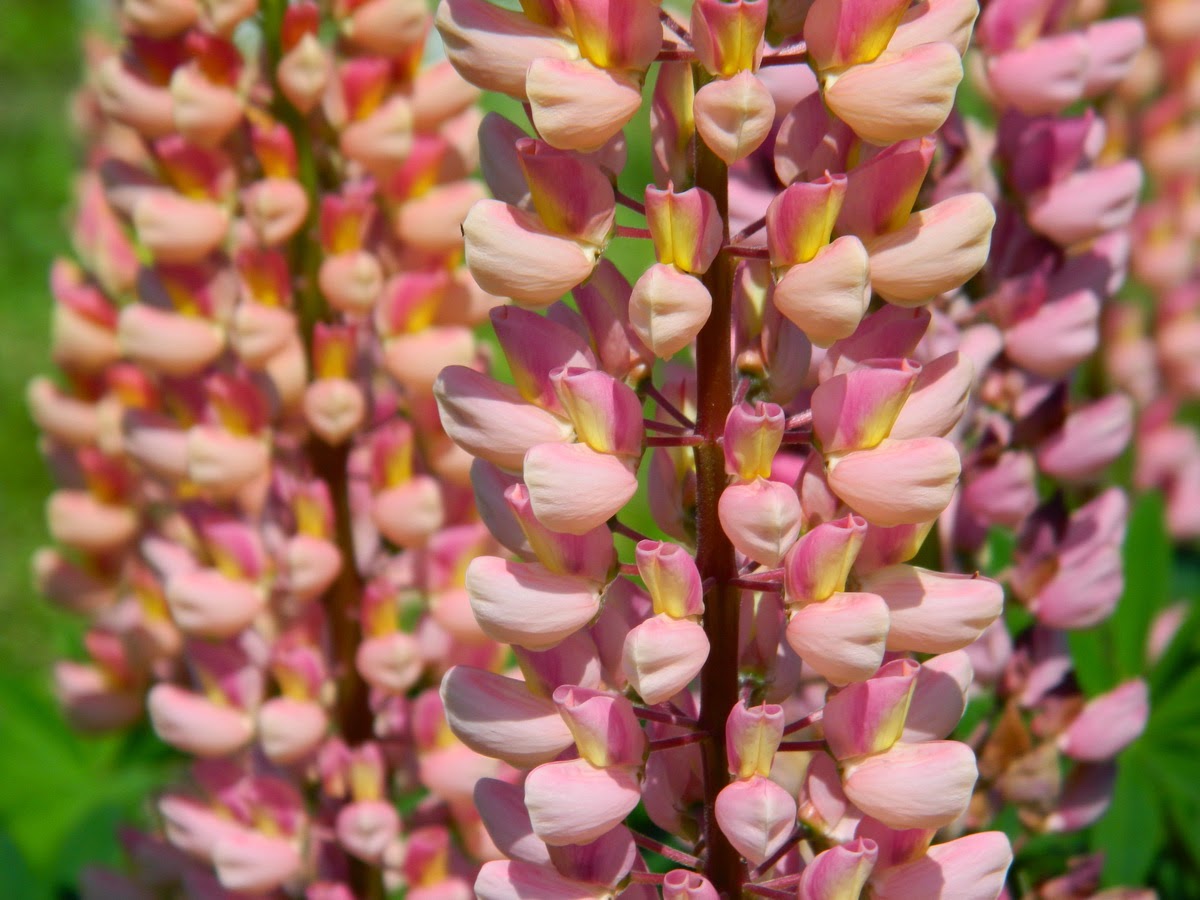 LA MULTI ANI, ROMANIA!: Prim planuri cu flori colorate de cafeluta (lupin)