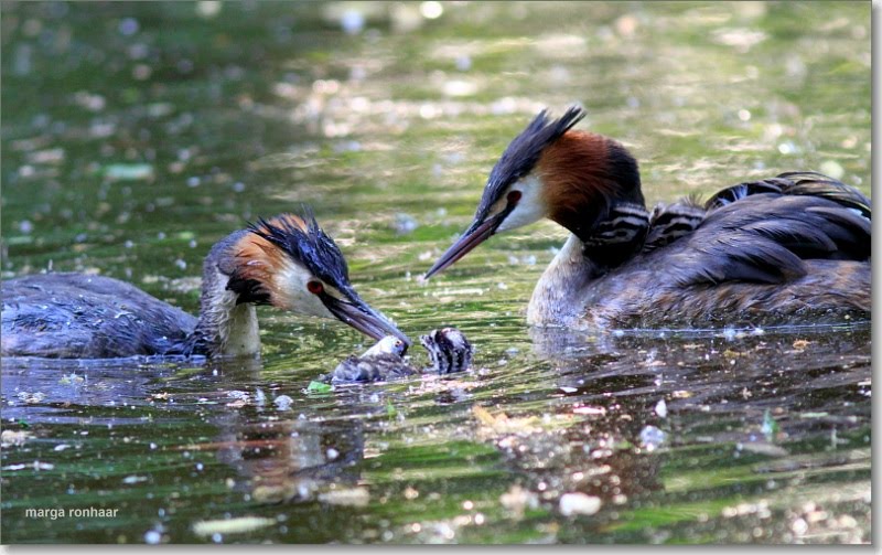 Natuurfotografie: Fuut met jongen