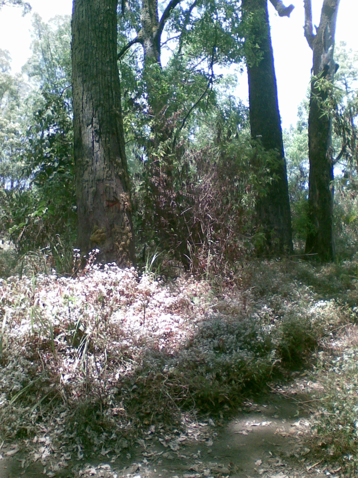 Have you Seen "Coban Manten" ? | Laura Edelweis