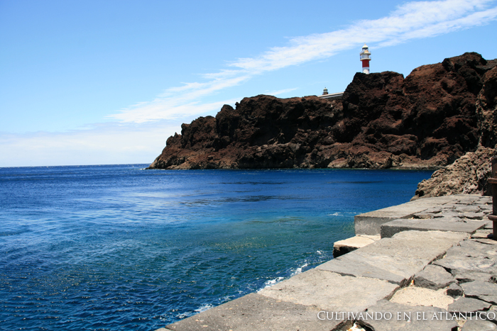Cultivando en el Atlántico: Teno...