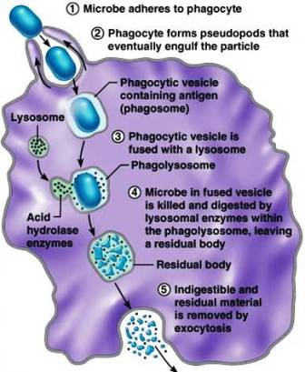 Macrophages - Types of Macrophages -Functions of Macrophages