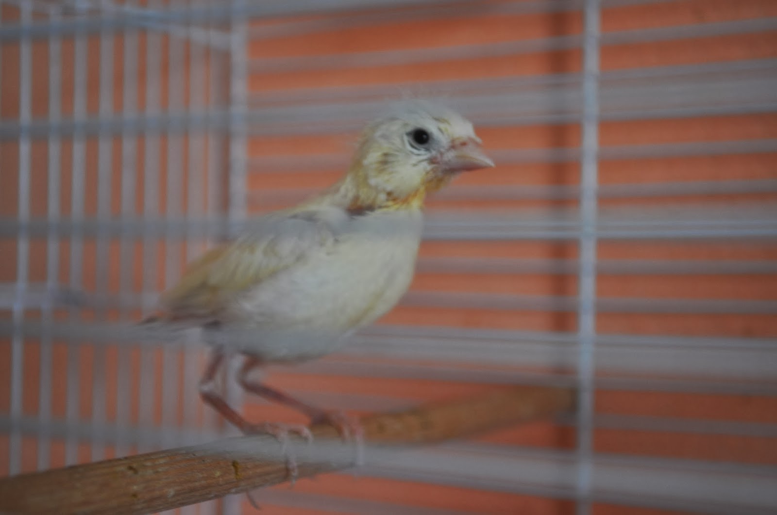 Allevamento Canarino