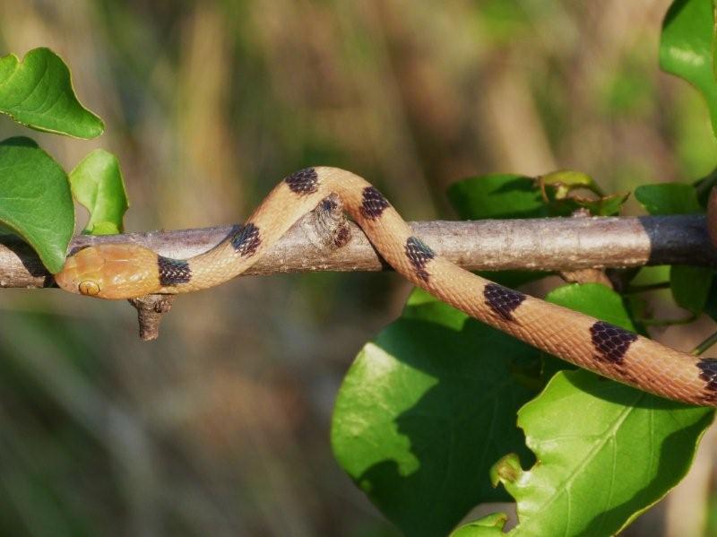 Safari Ecology: Why is snake venom so toxic?