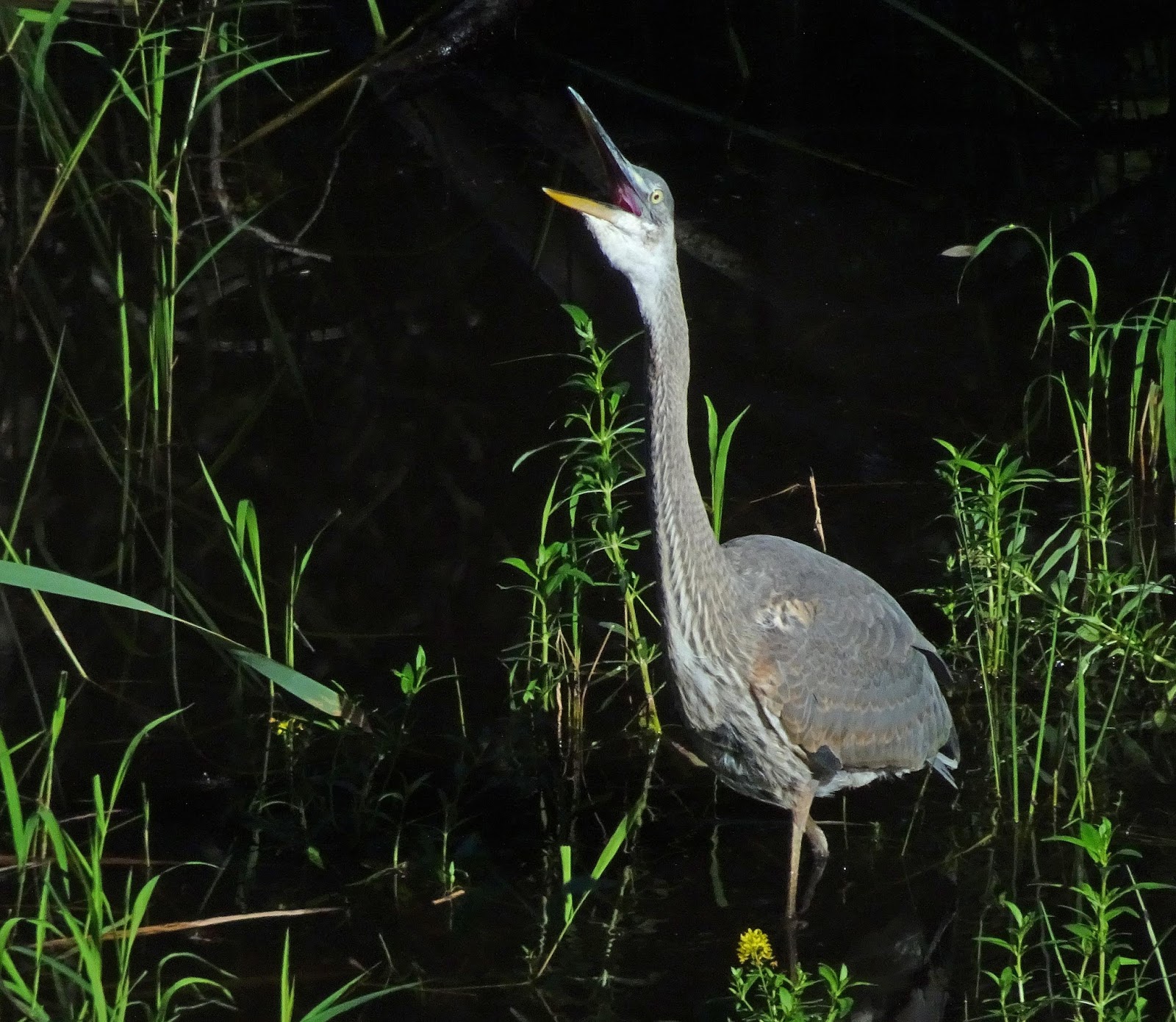Joe's Retirement Blog: A Great Blue Heron at Green Heron Pond, Manomet ... Joe's Retirement Blog: A Great Blue Heron at Green Heron Pond, Manomet ...