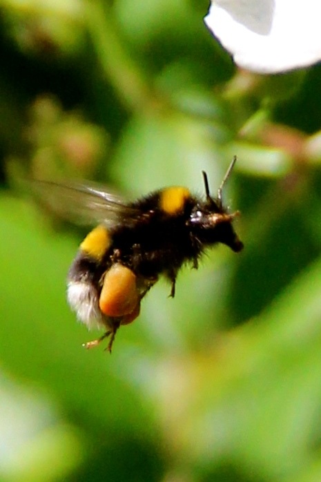 en grön sida: En insektsträdgård