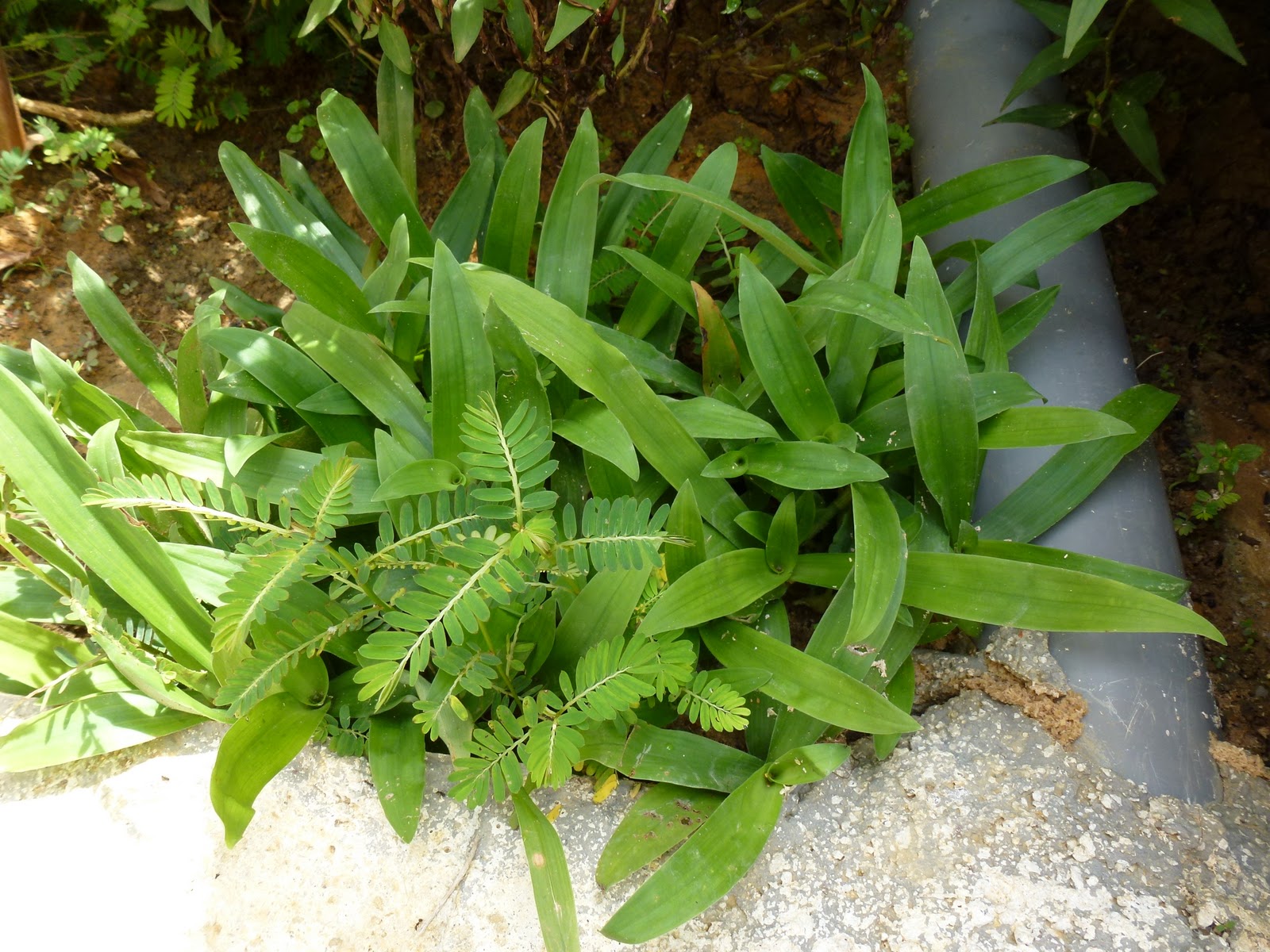 Greenfingers: Khasiat Rumput Cina