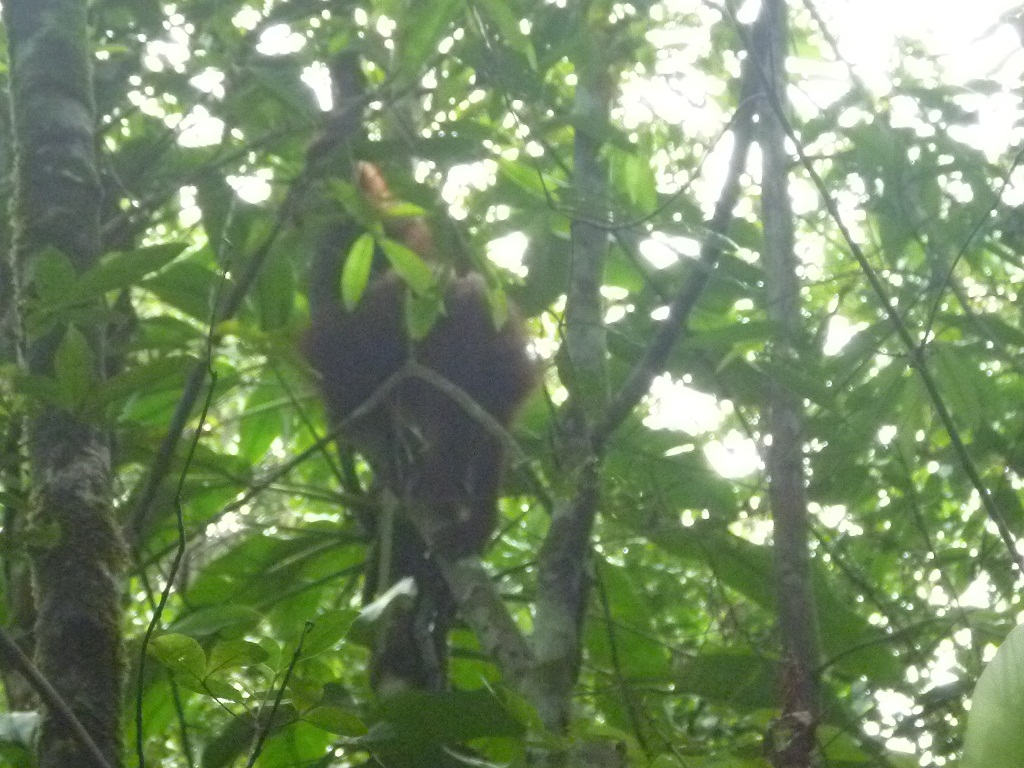 Fun Times on Earth!: Sandakan: 3D/2N Abai and Sukau Kinabatangan Safari ...