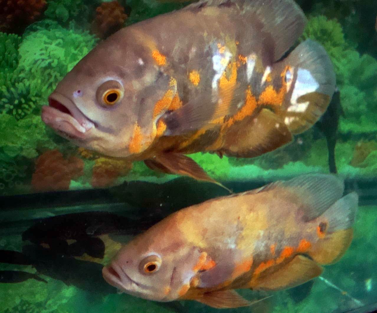 Living with Nature - School on Blog by Dr. Abercio V. Rotor: The ...