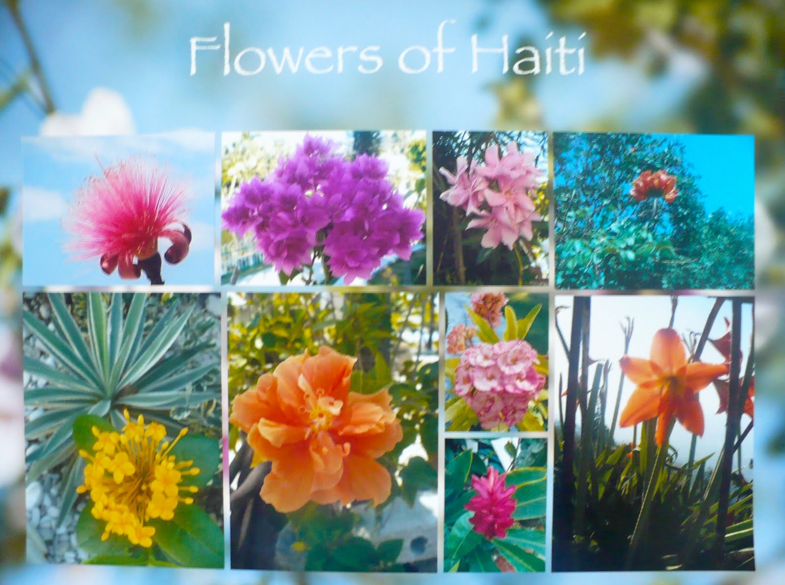 Chosen and Much Loved: Fundraiser Finale!