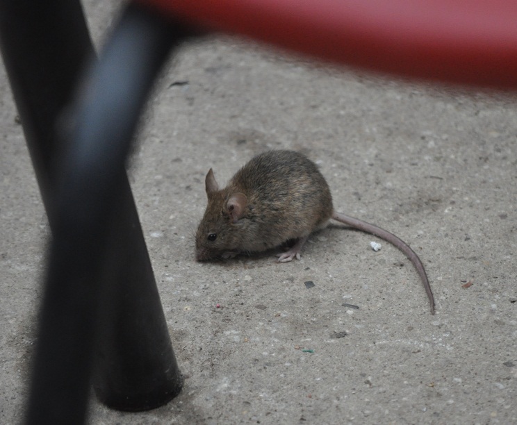 ZOOTOGRAFIANDO (6.100 ANIMALS): RATÓN COMÚN / HOUSE MOUSE (Mus musculus)