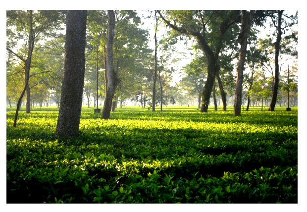 Paradise of India, North-East: "The Green Tea Gardens of Assam Valley"