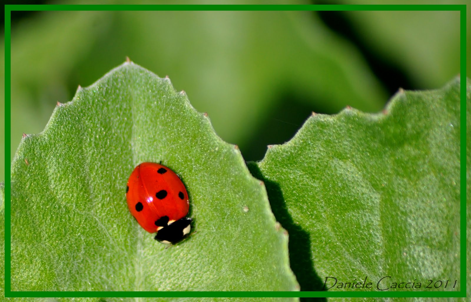 Daniele Caccia: Coccinella septempunctata