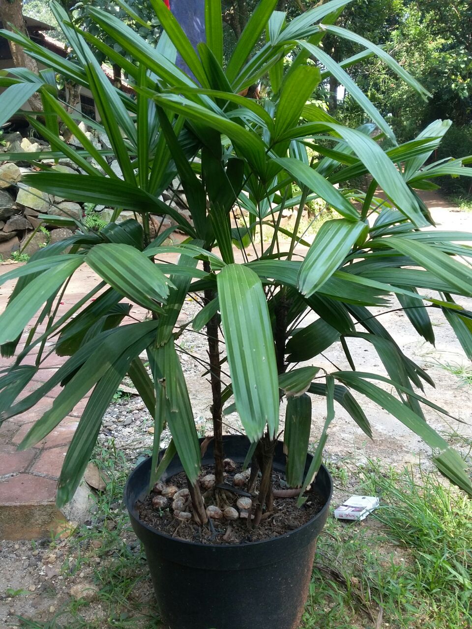 Jual Palem Waregu ~ Tukang Taman Murah Berkualitas Tlp:081380548055