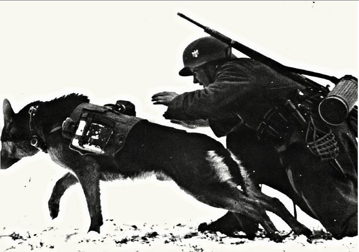 World War II History: A German soldier with Anti-tank dog.