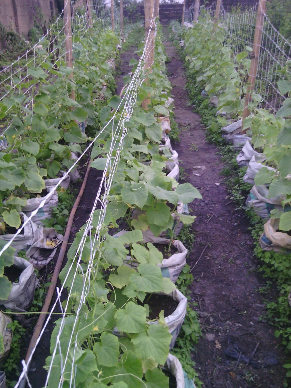 My Cucumber Vertical Sack Farm
