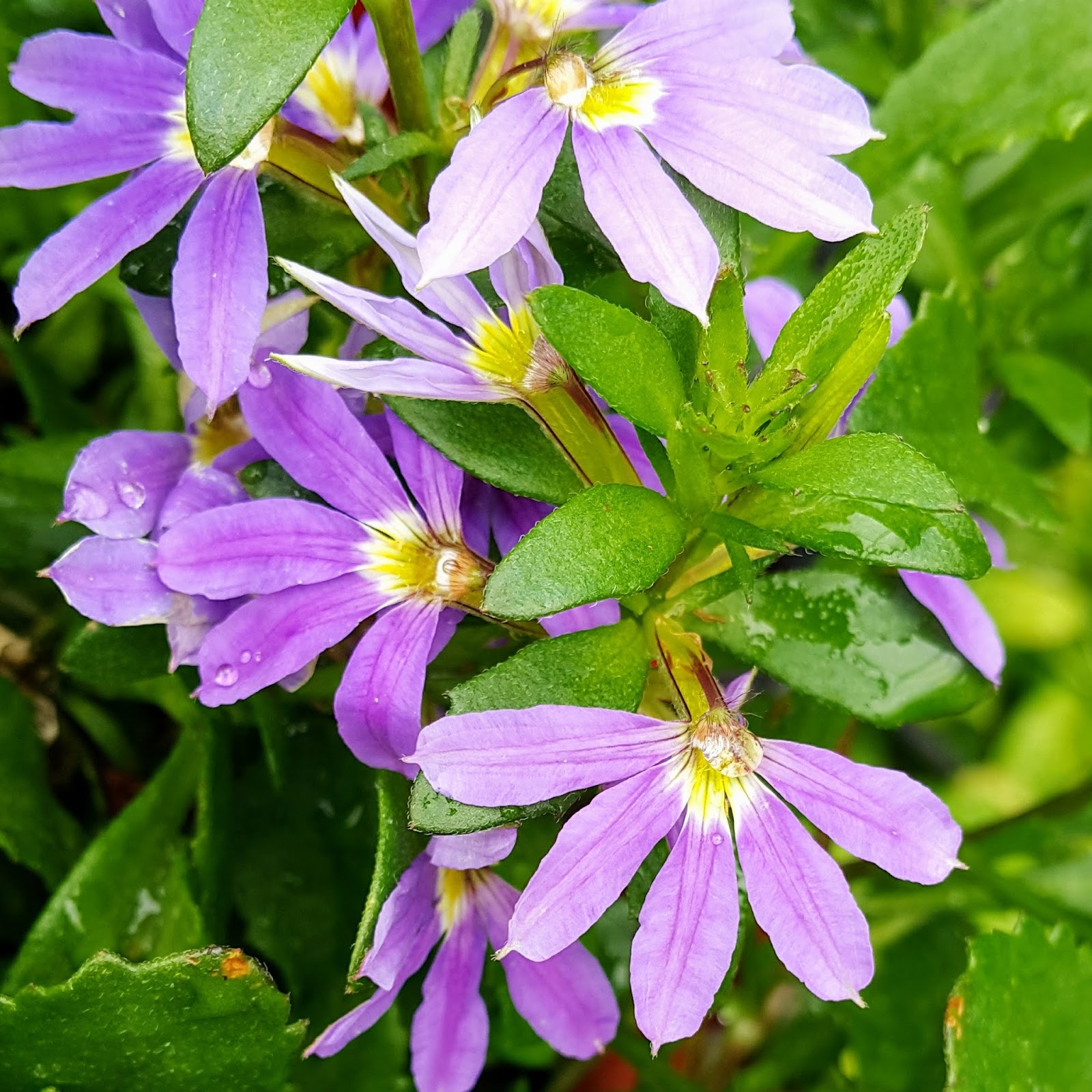 "Verdade//aspas" : 👪 Goodeniaceae (Scaevola saligna)