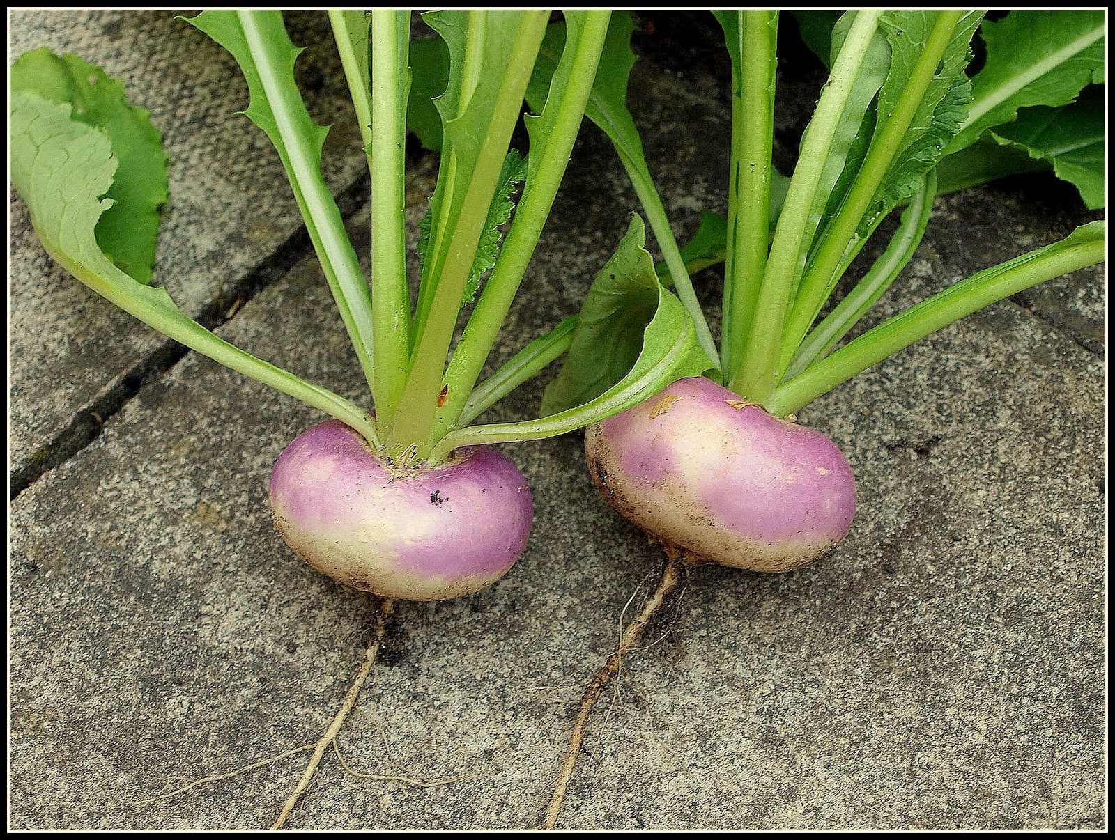 Mark's Veg Plot: Harvest Monday - Turnip "Atlantic" etc...