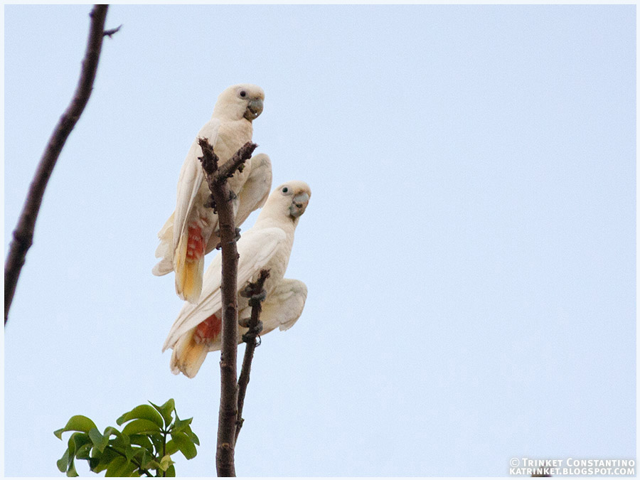 breathing space: Hope and the Katala