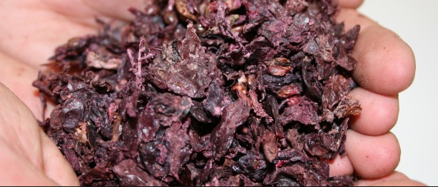 Ceaiul de tescovină - beneficii - preparare - administrare | Cafeneaua ...