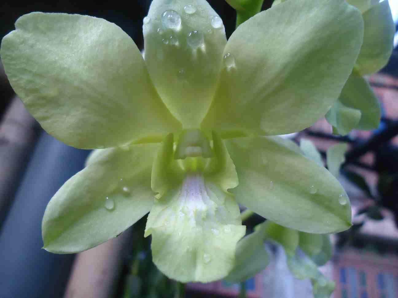WALLPAPER BUNGA ANGGREK DENDROBIUM - Rumah Daun Muda