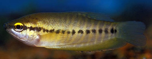 Lot7640: Pelihara ikan air tawar (payau)