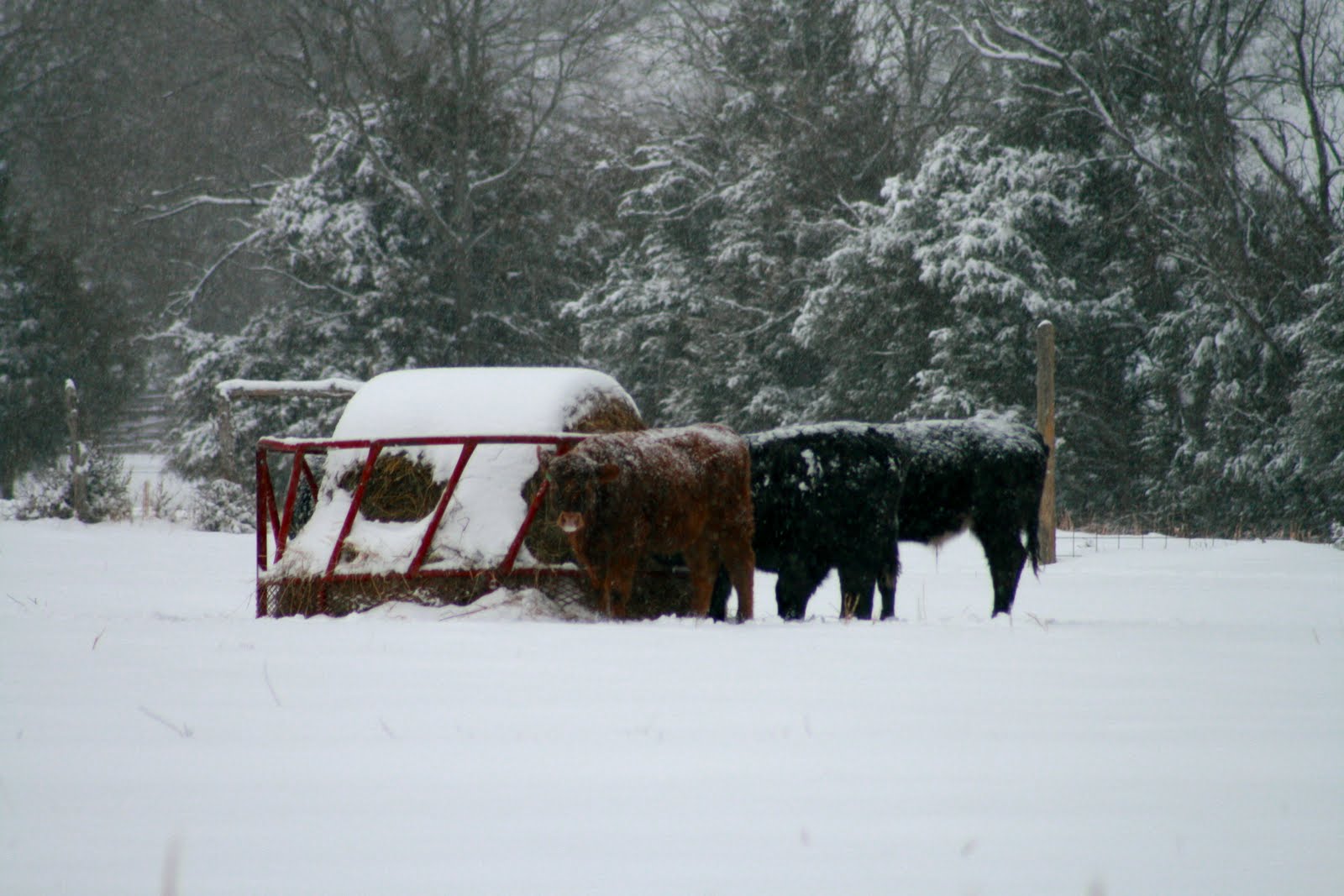 Clear Creek Farm: Calving Season
