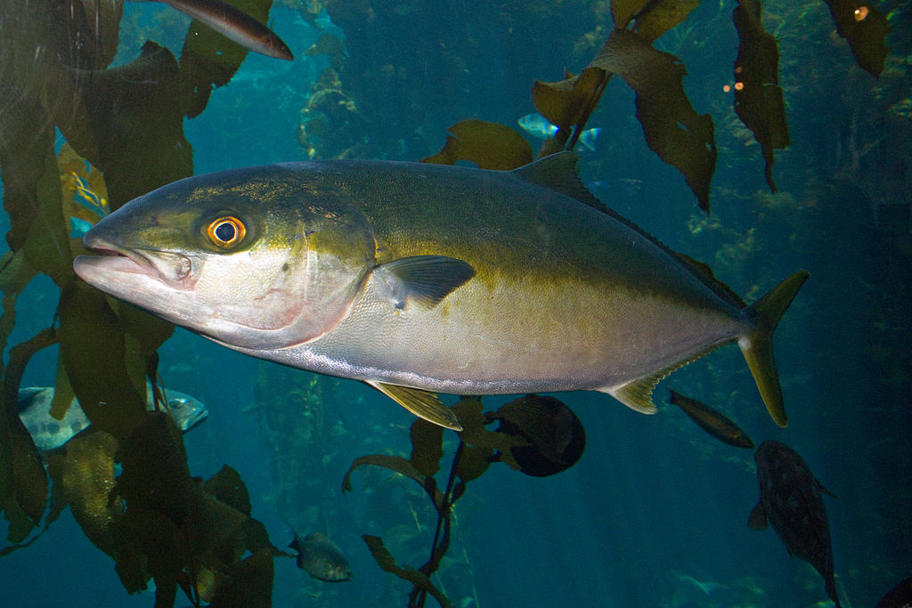 Fish Images: Amberjack Fish Images